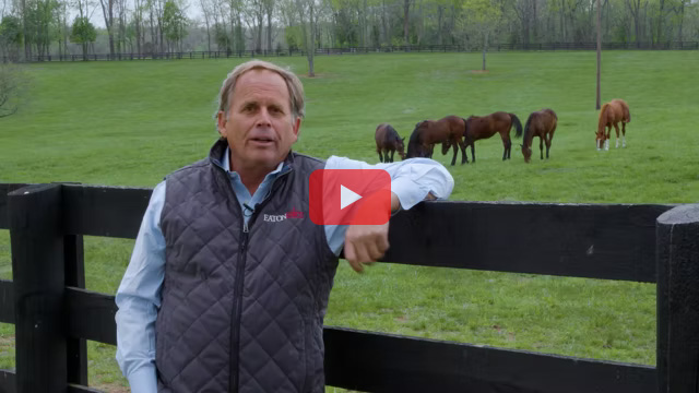 2022 Yearling Sales Analysis | Eaton Sales